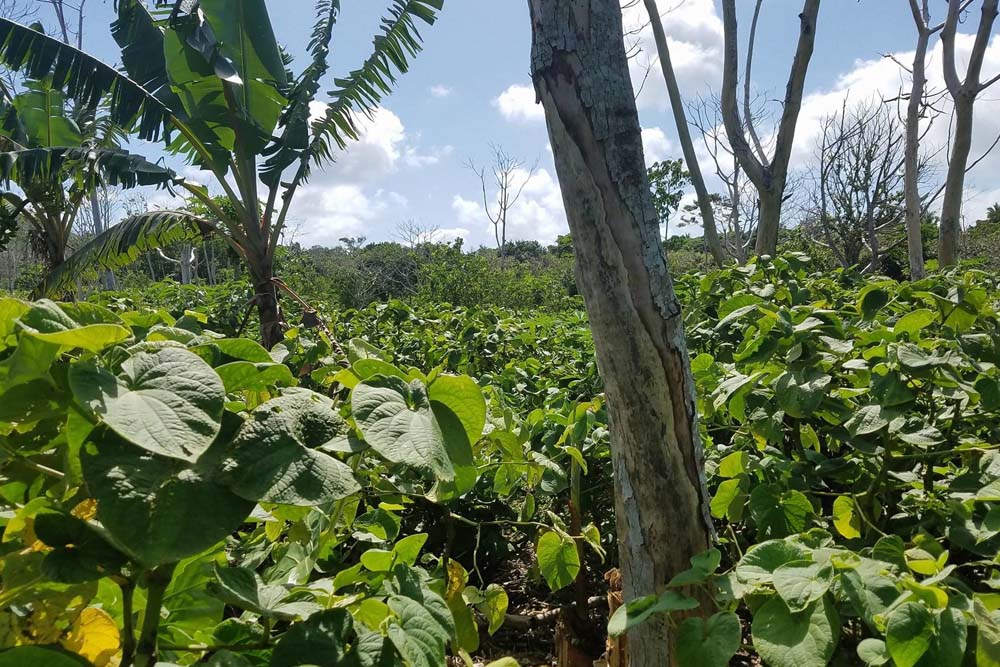 The Best Tongan Kavas Are Coming! – Bula Kava House
