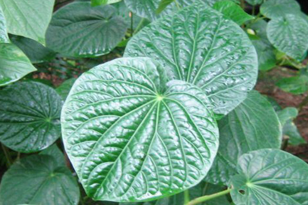 Kava Safety and Drinking Kava Safely – Bula Kava House
